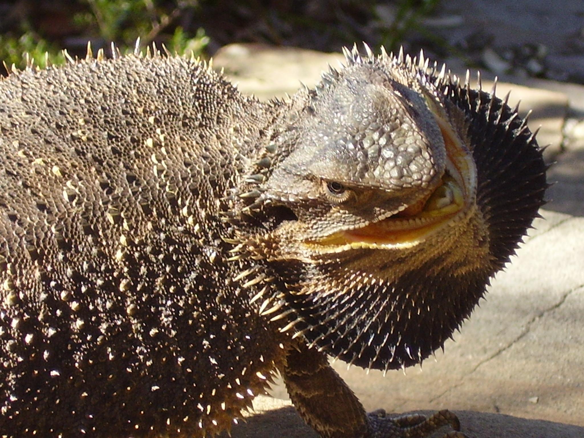 Dragon barbu ou agame barbu - Caractéristiques et Alimentation