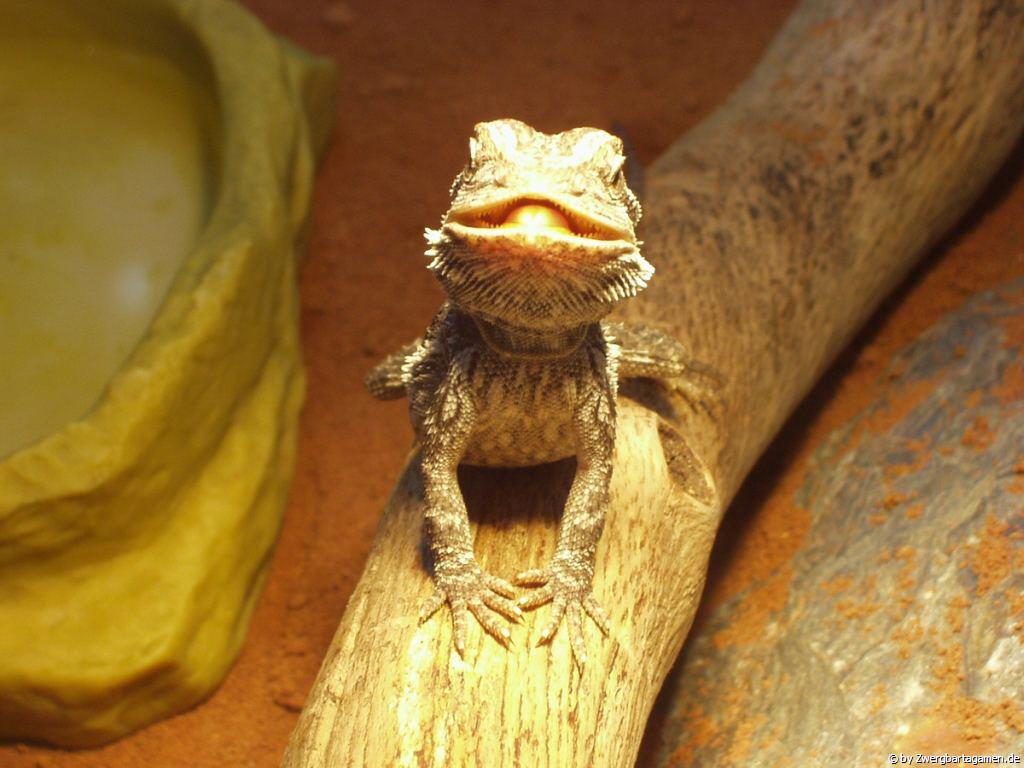 Dragon barbu ou agame barbu - Caractéristiques et Alimentation