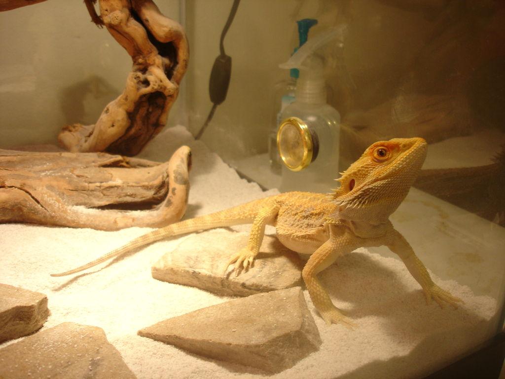 Dragon barbu ou agame barbu - Caractéristiques et Alimentation