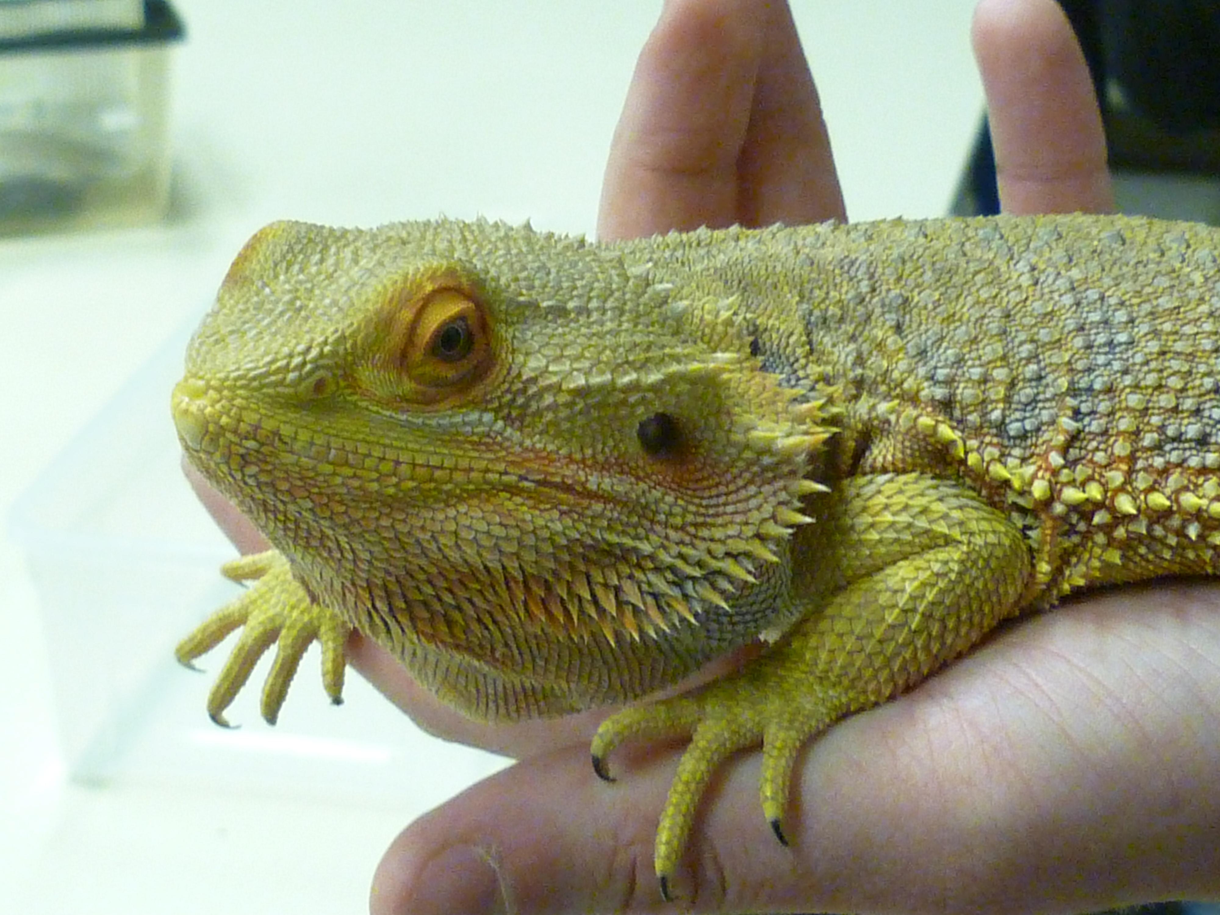 Dragon barbu ou agame barbu - Caractéristiques et Alimentation