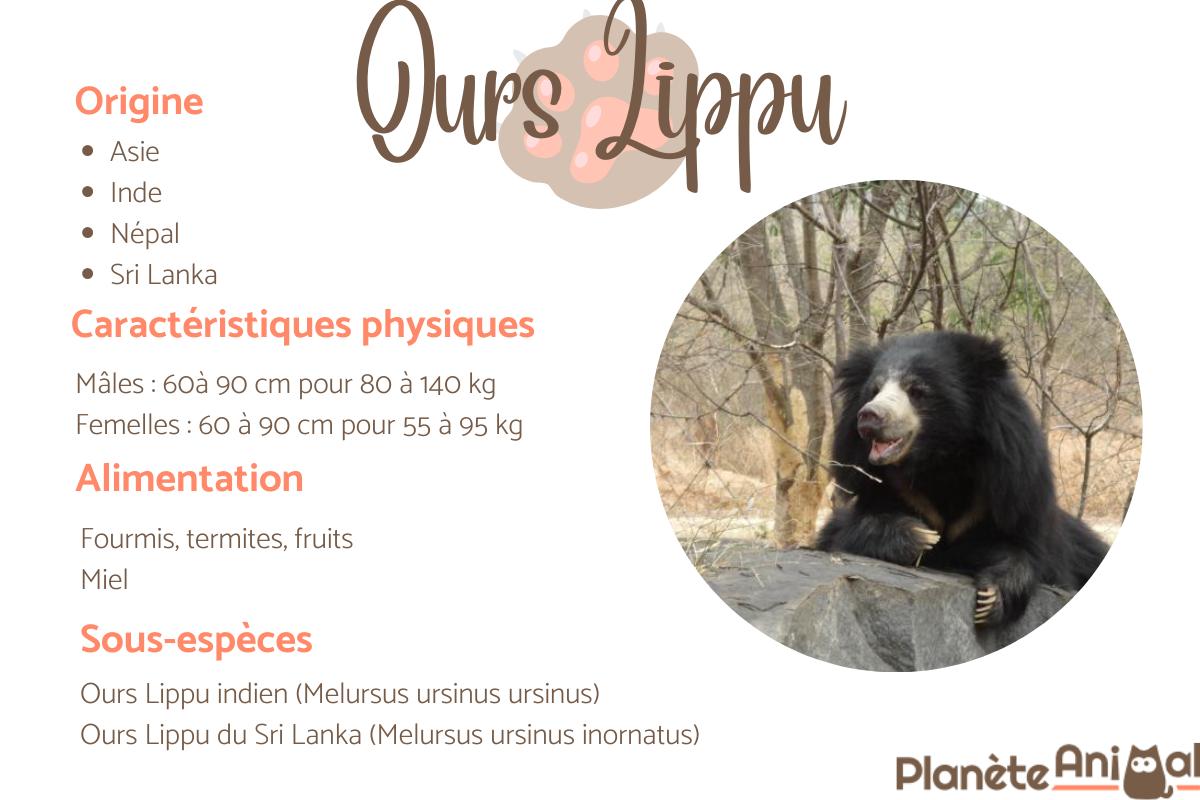 Ours lippu ou ours paresseux - Alimentation, Caractéristiques et ...