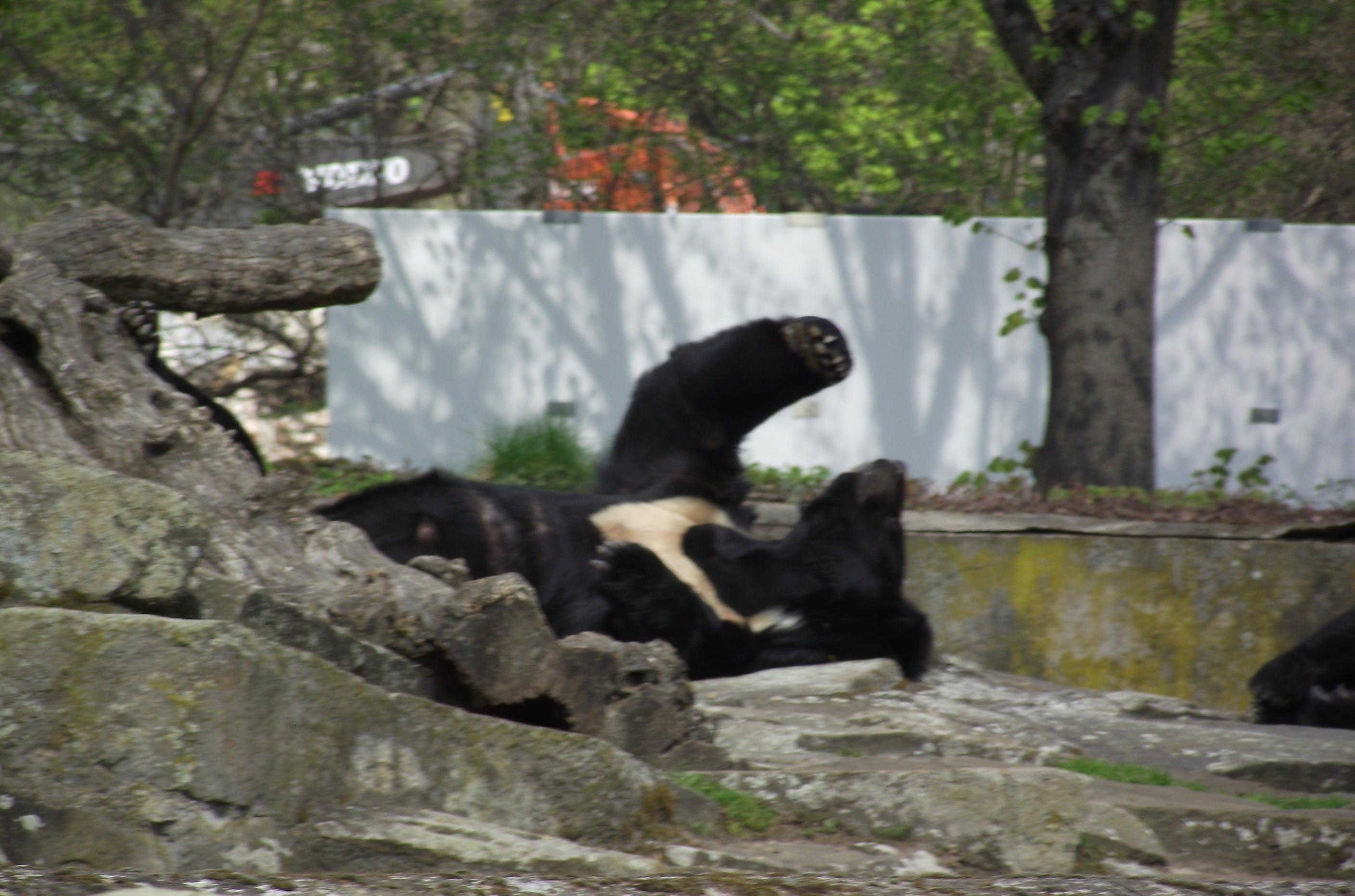 Ours lippu ou ours paresseux - Alimentation, Caractéristiques et ...