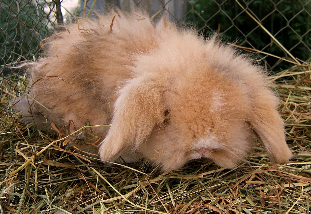 LAPIN BÉLIER - Caractéristiques, photos et vidéos