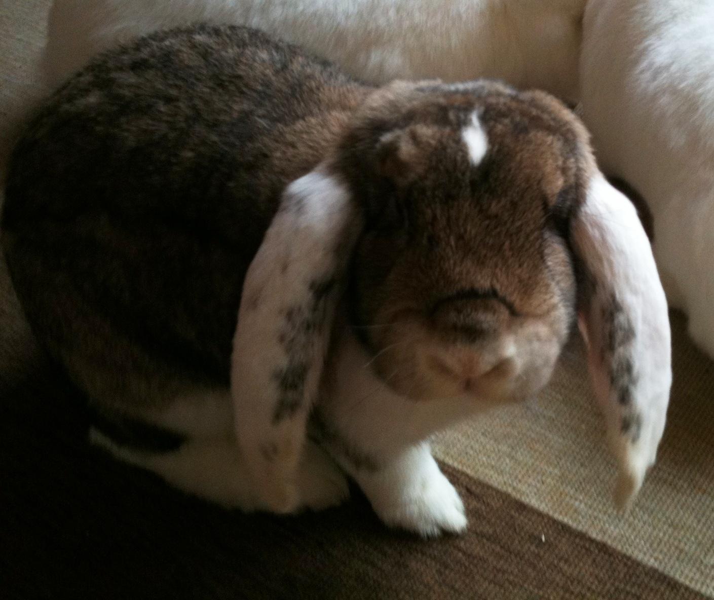 LAPIN BÉLIER - Caractéristiques, photos et vidéos