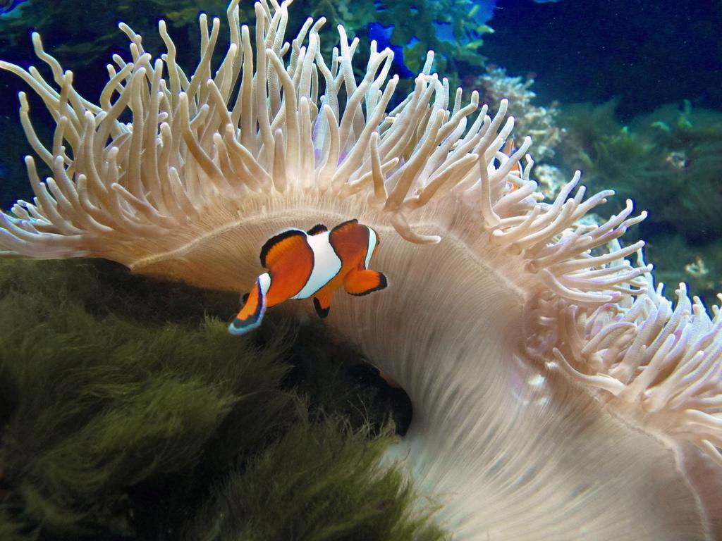 Poisson clown - Caractéristiques, Habitat et Alimentation