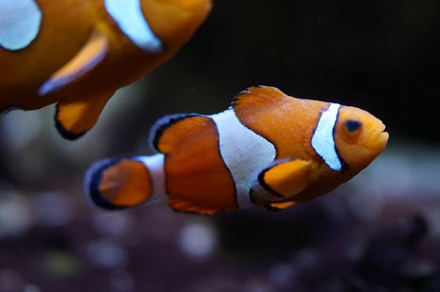 Poisson clown - Caractéristiques, Habitat et Alimentation