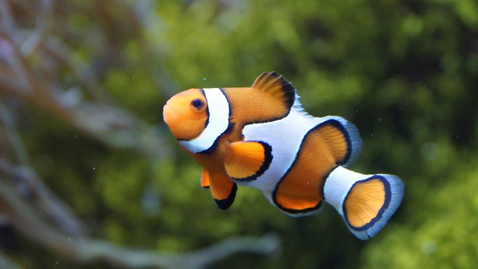 Poisson clown - Caractéristiques, Habitat et Alimentation