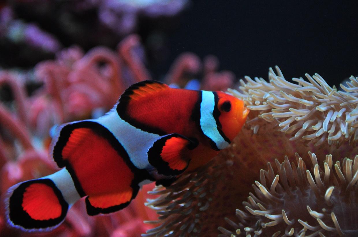 Poisson clown - Caractéristiques, Habitat et Alimentation
