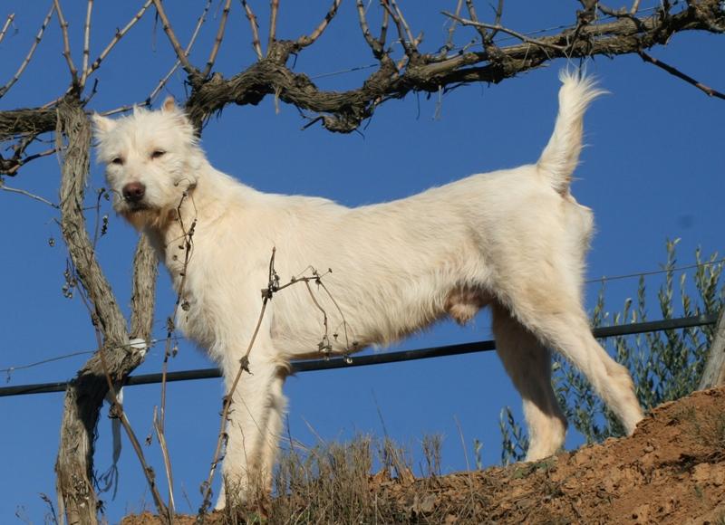 Valdueza ou Perro Monterro Valdueza - Origine, Caractéristiques et ...