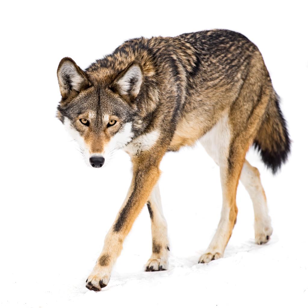 LE LOUP ROUGE - Origine, Alimentation, Reproduction et Conservation