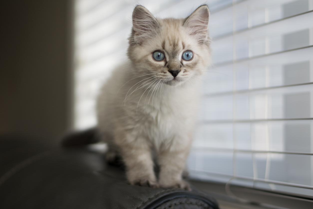 Chat NEVA MASQUERADE