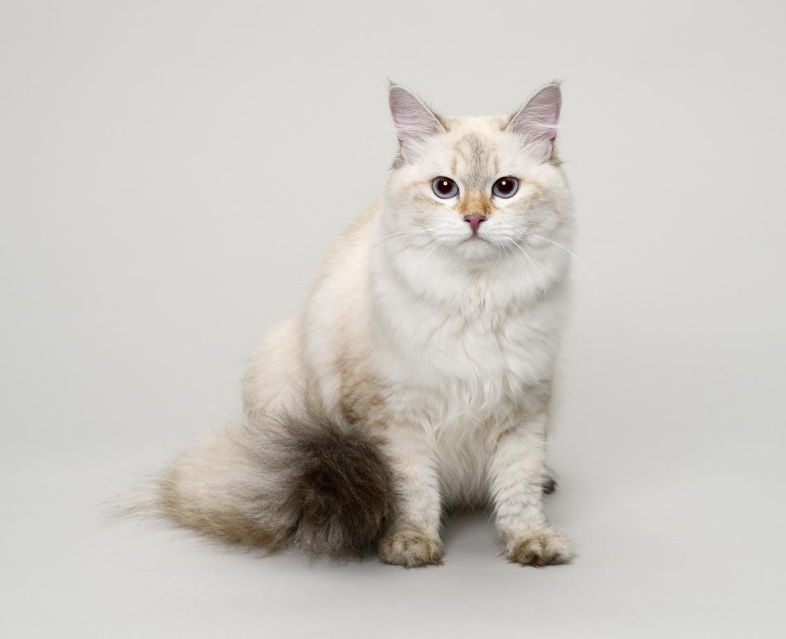 Chat NEVA MASQUERADE