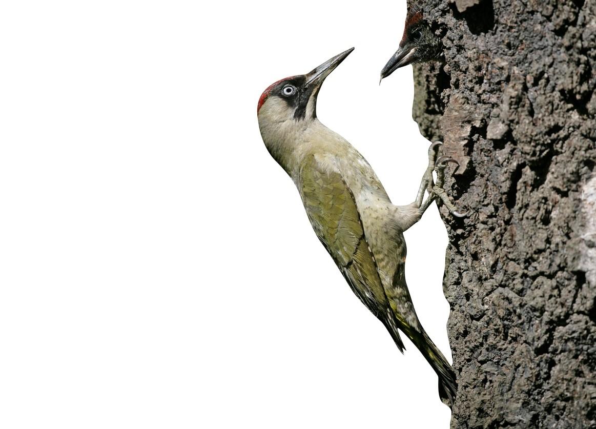 Pic vert: caractéristiques et photos