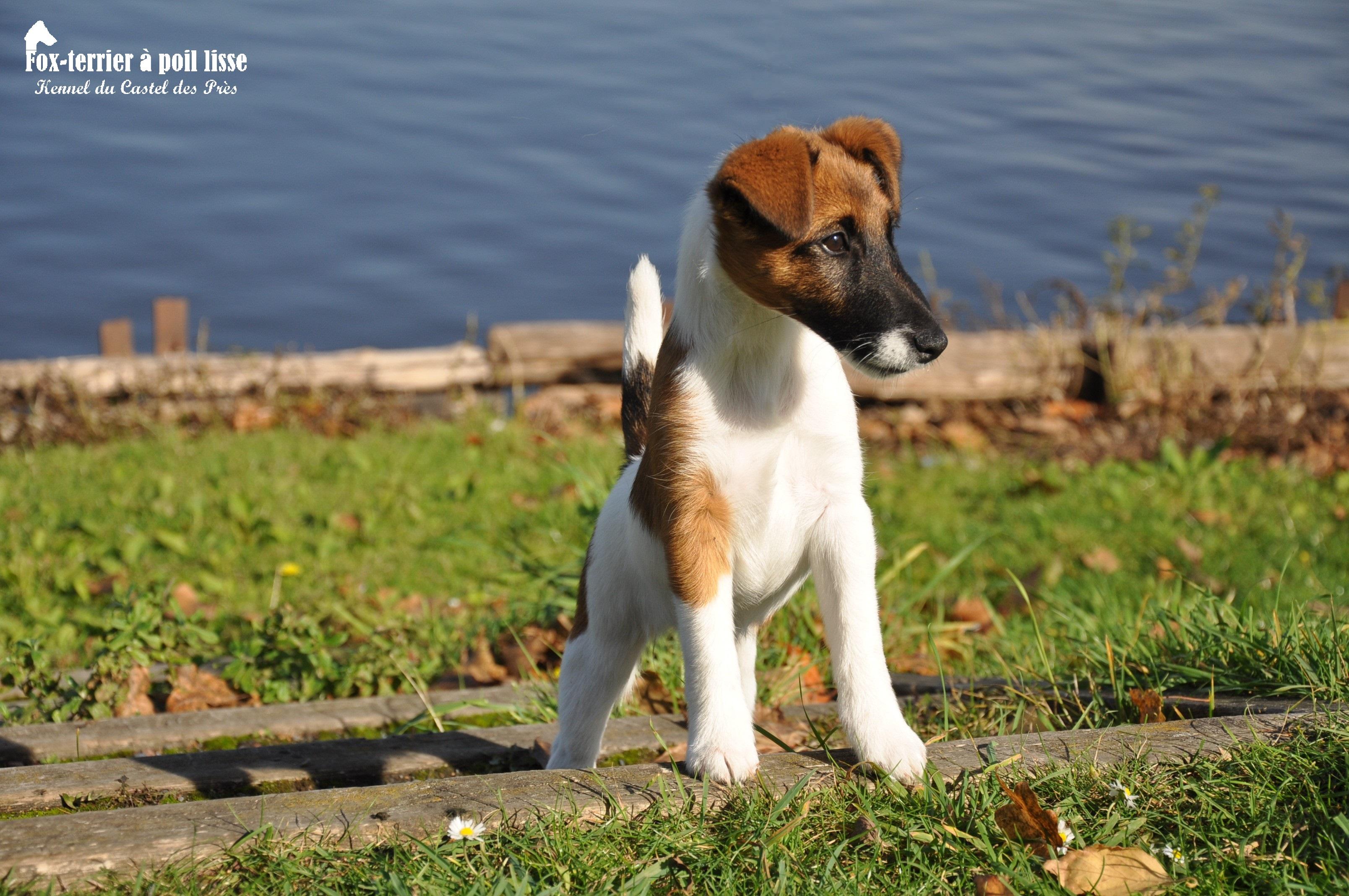 Chien Fox-terrier à poil lisse: caractéristiques et photos