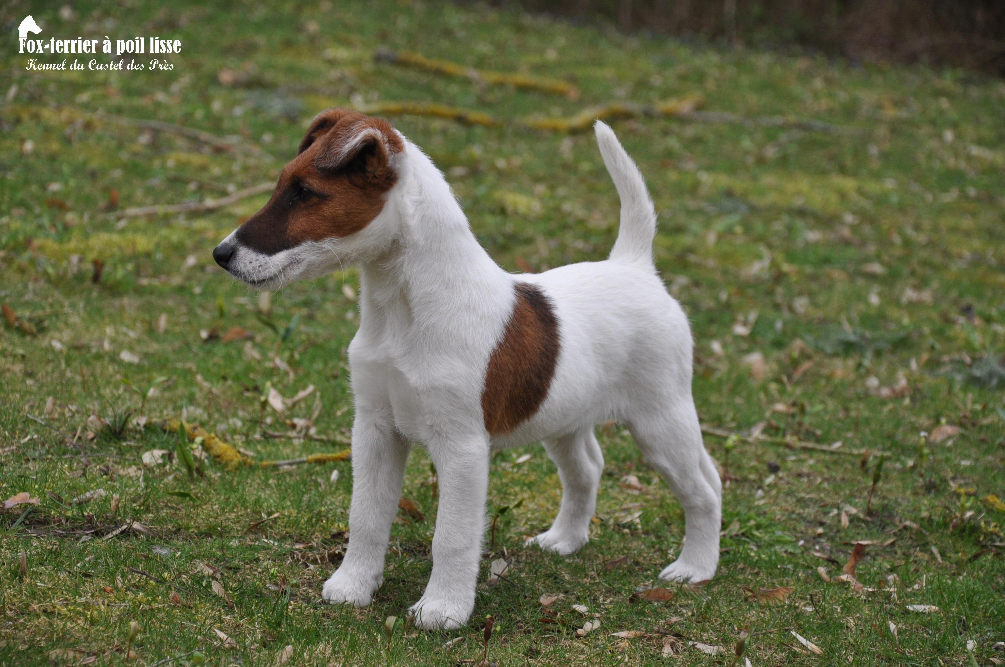 Chien Fox-terrier à poil lisse: caractéristiques et photos