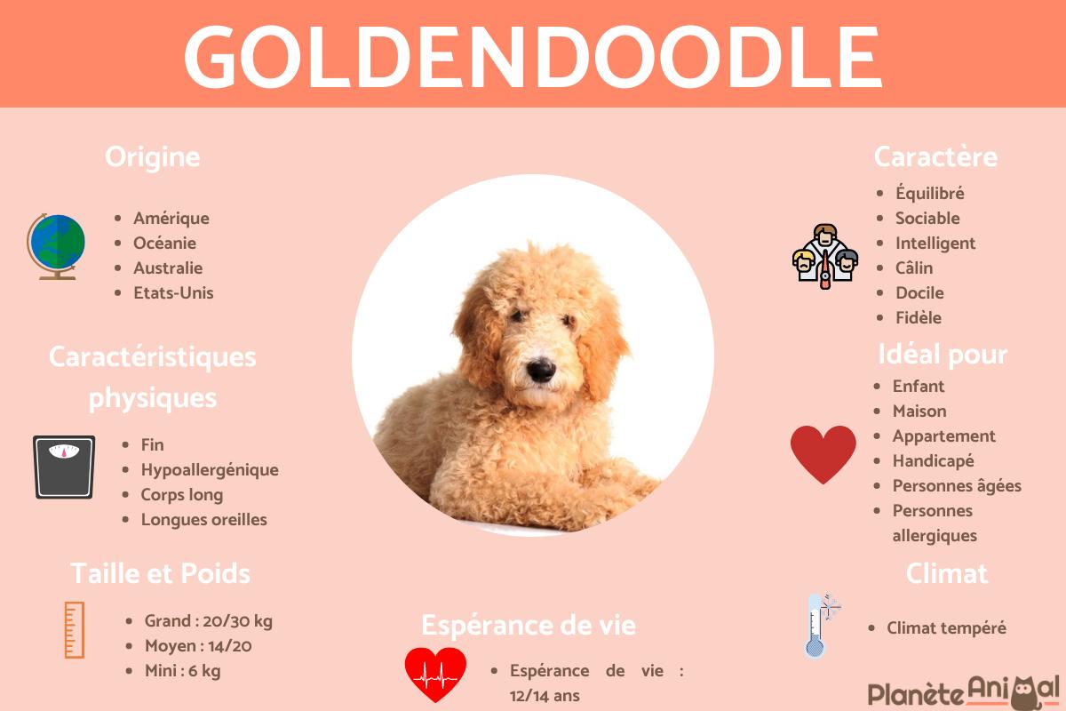 Goldendoodle - Origine, Caractéristiques, Éducation et Soins