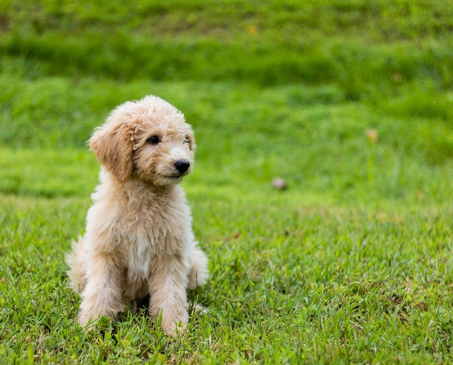 Goldendoodle - Origine, Caractéristiques, Éducation et Soins
