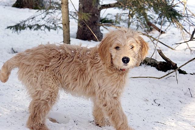 Goldendoodle - Origine, Caractéristiques, Éducation et Soins