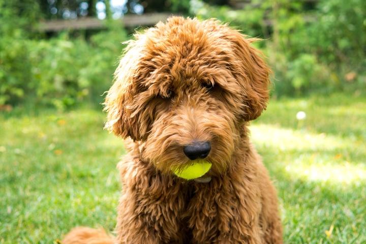 Goldendoodle - Origine, Caractéristiques, Éducation et Soins