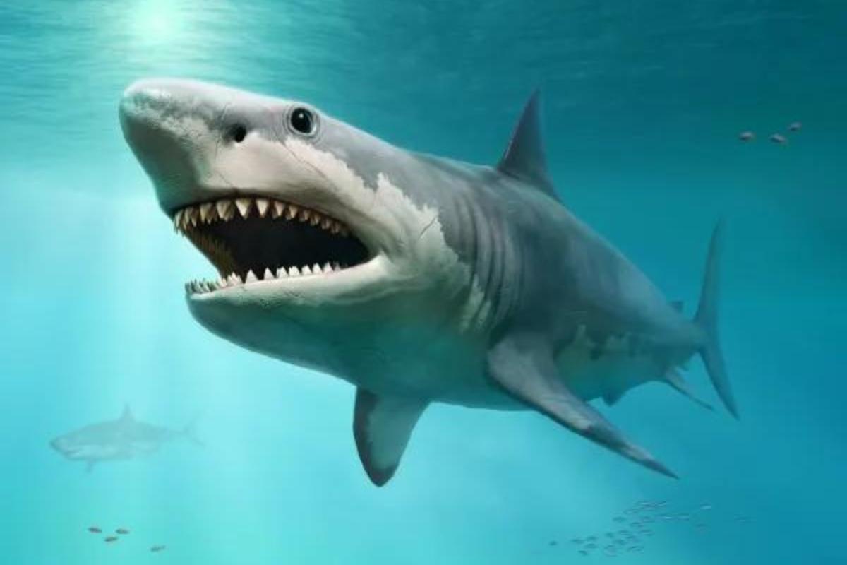 MÉGALODON