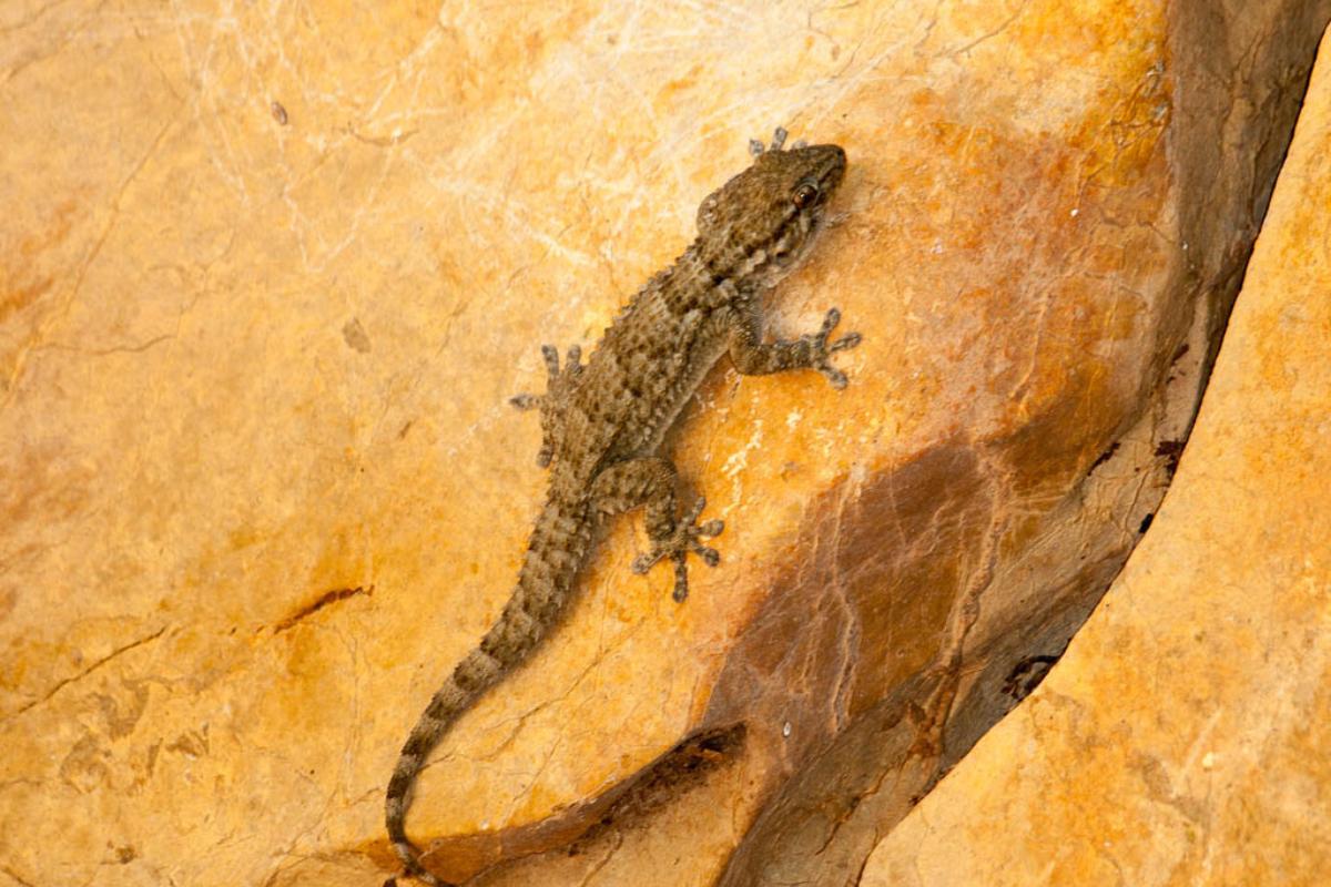 Tarente de Maurétanie - Origine, caractéristiques et habitat