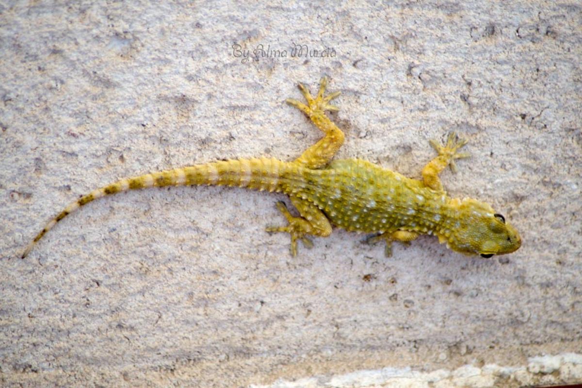 Tarente de Maurétanie - Origine, caractéristiques et habitat