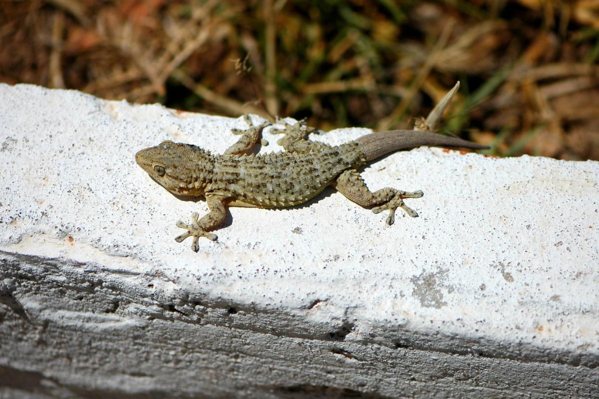 Tarente de Maurétanie - Origine, caractéristiques et habitat