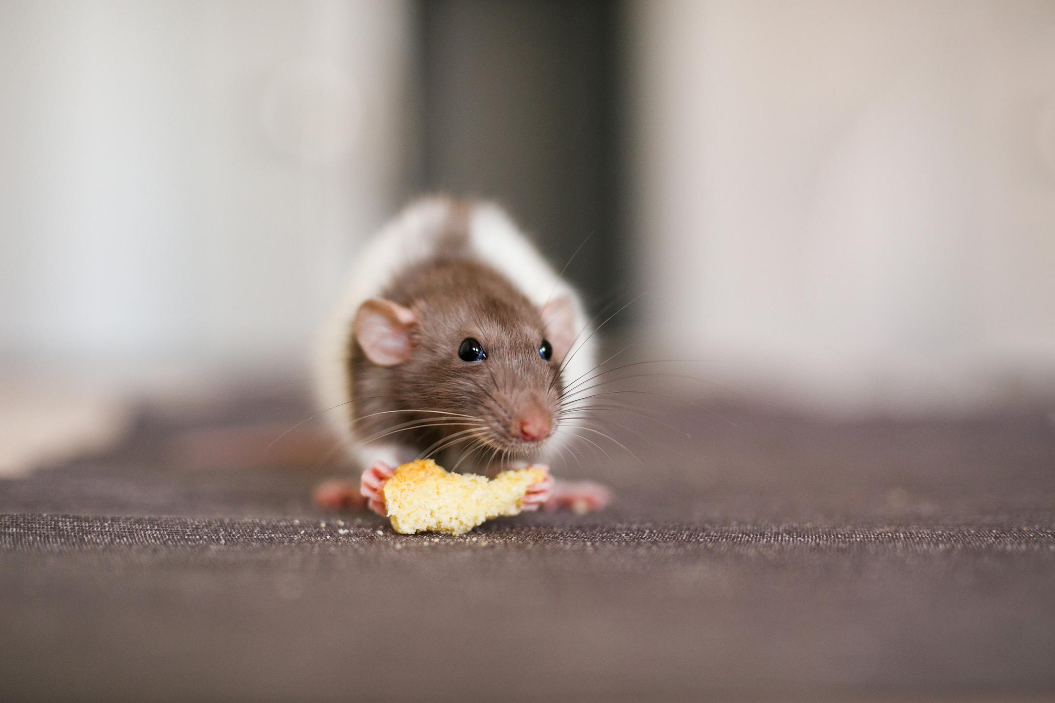 Rat Dumbo - Origine, Caractéristiques et Alimentation
