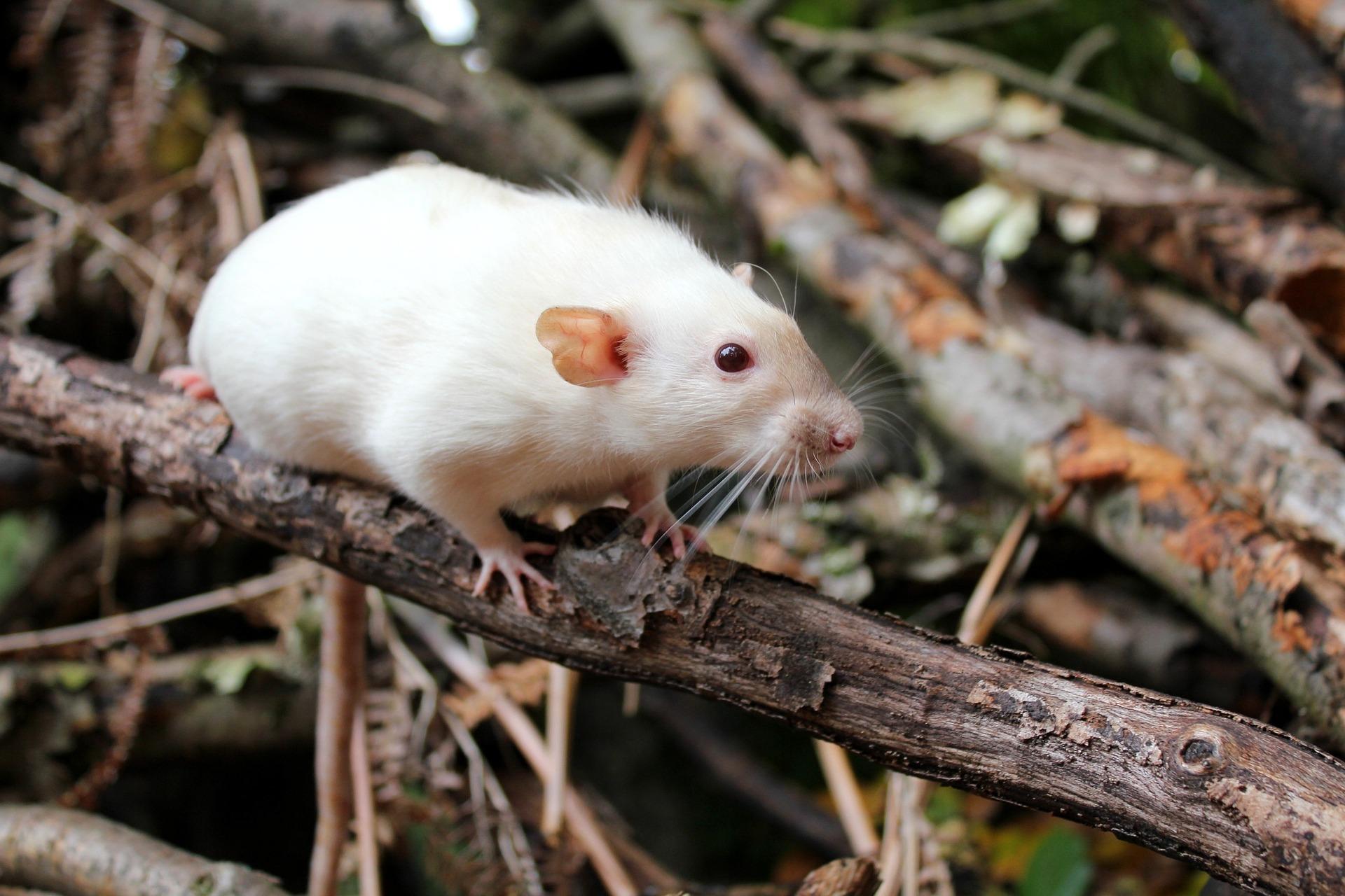 Rat Dumbo - Origine, Caractéristiques et Alimentation
