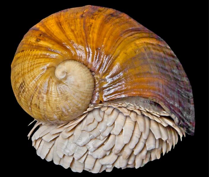 Gastéropode écailleux ou escargot volcanique - Caractéristiques et ...