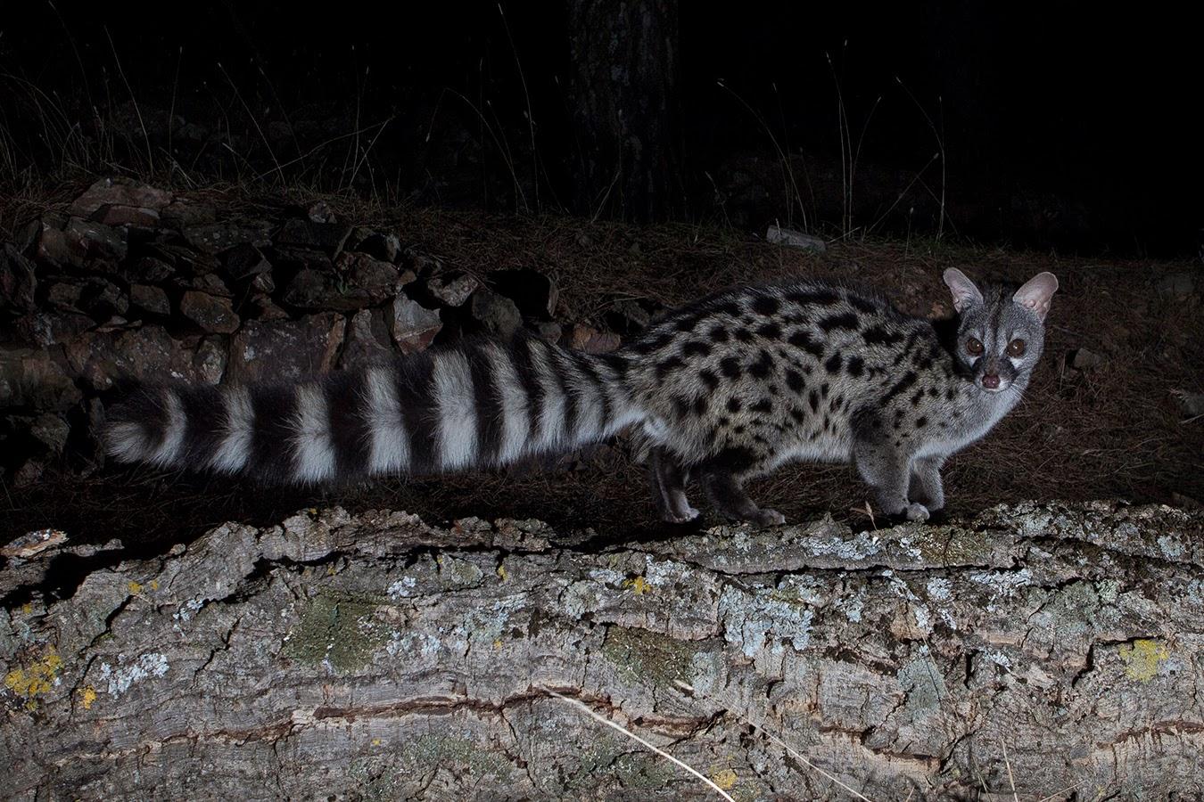 Genette commune - Caractéristiques et Alimentation
