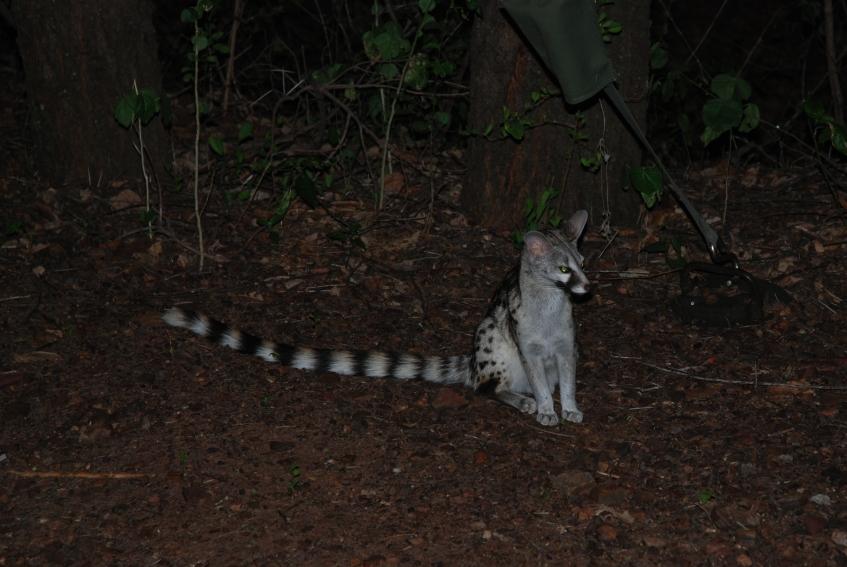 Genette commune - Caractéristiques et Alimentation