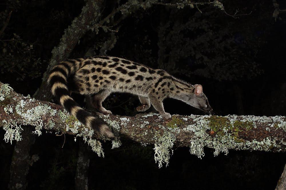 Genette commune - Caractéristiques et Alimentation