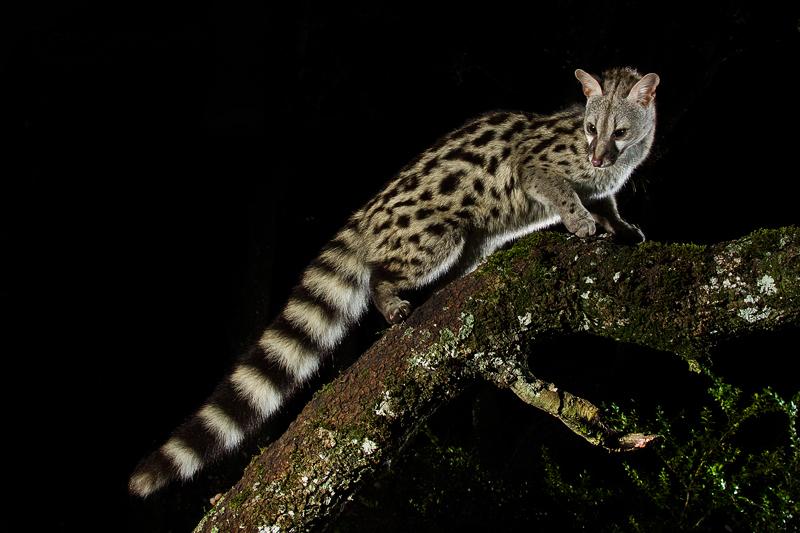 Genette commune - Caractéristiques et Alimentation
