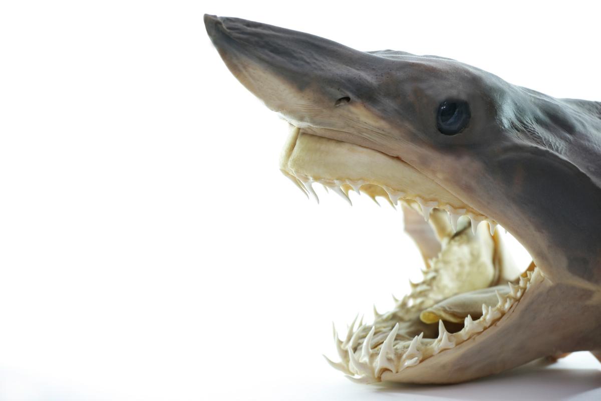 Requin mako - Caractère, Comportement et Alimentation