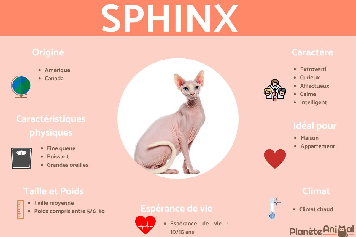 Chat sphynx - Origine, Caractère et Comportement