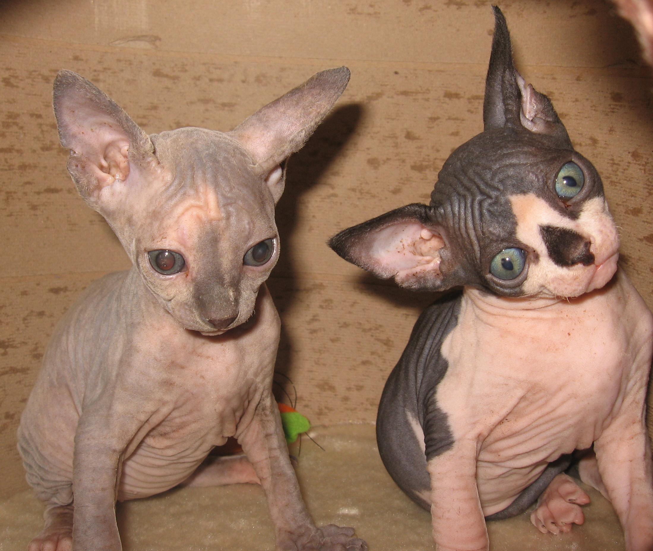 Chat sphynx - Origine, Caractère et Comportement