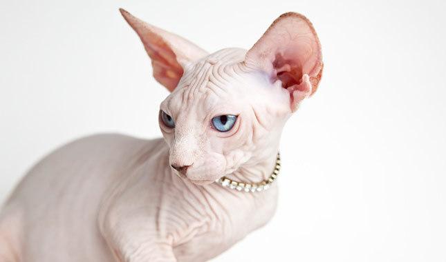 Chat sphynx - Origine, Caractère et Comportement