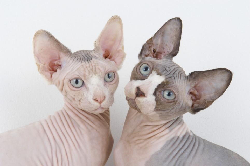 Chat sphynx - Origine, Caractère et Comportement
