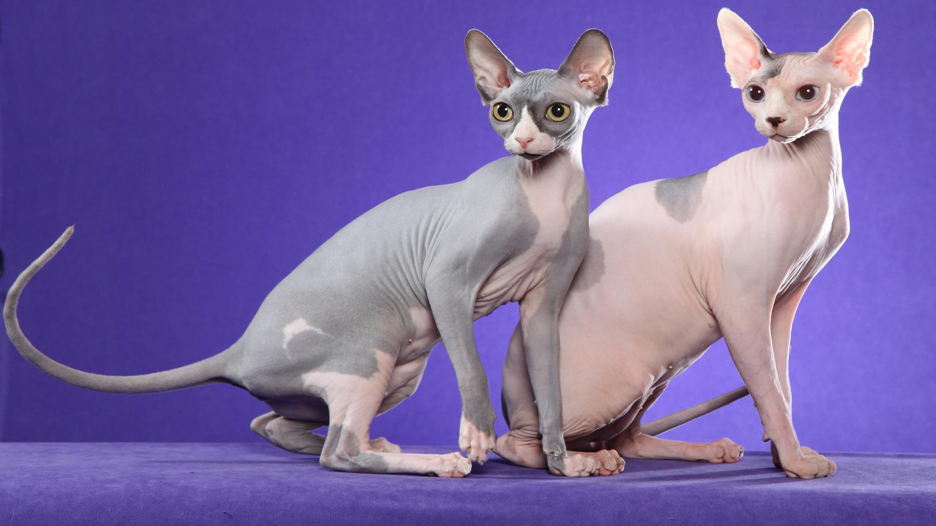 Chat sphynx - Origine, Caractère et Comportement