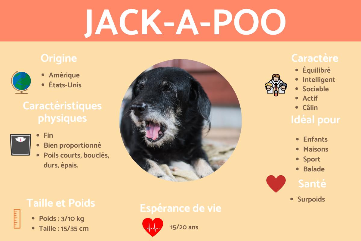 Jack-A-Poo - Origine, Comportement et Caractéristiques