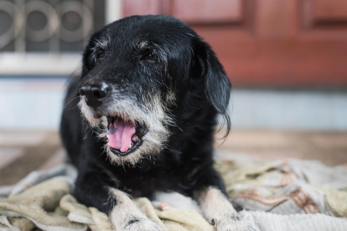 Jack-A-Poo - Origine, Comportement et Caractéristiques