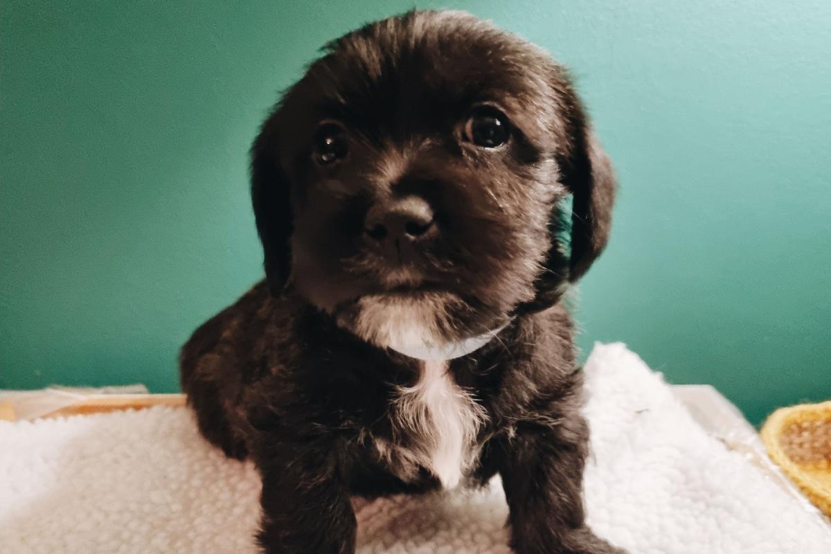 Jack-A-Poo - Origine, Comportement et Caractéristiques