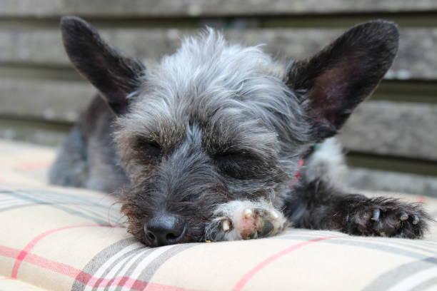 Jack-A-Poo - Origine, Comportement et Caractéristiques