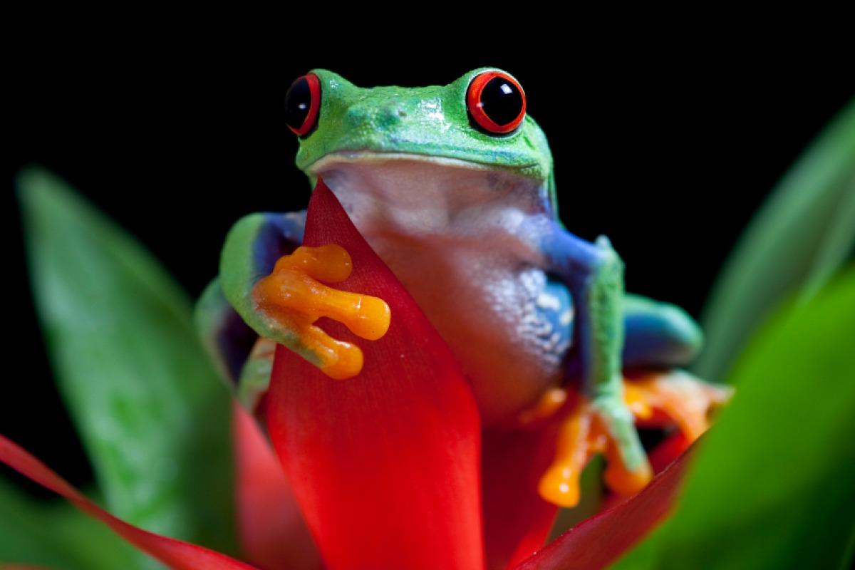RAINETTE AUX YEUX ROUGES - Aspect physique, comportement et photos