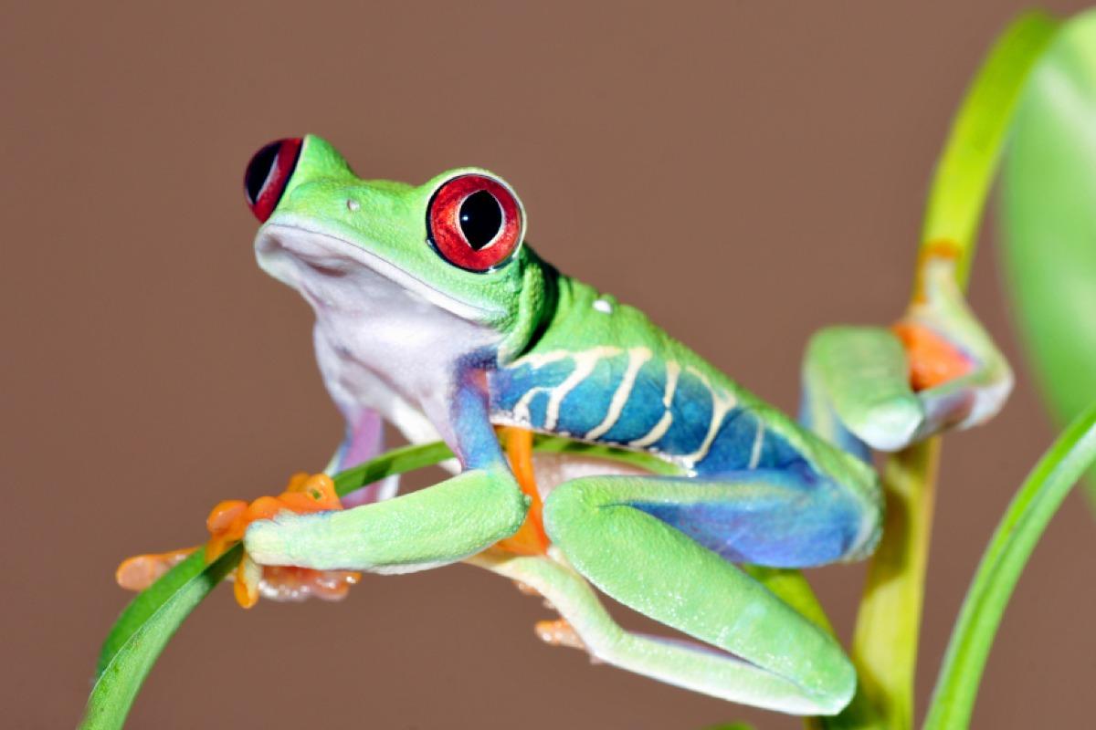 RAINETTE AUX YEUX ROUGES - Aspect physique, comportement et photos