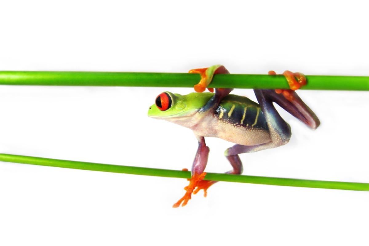 RAINETTE AUX YEUX ROUGES - Aspect physique, comportement et photos