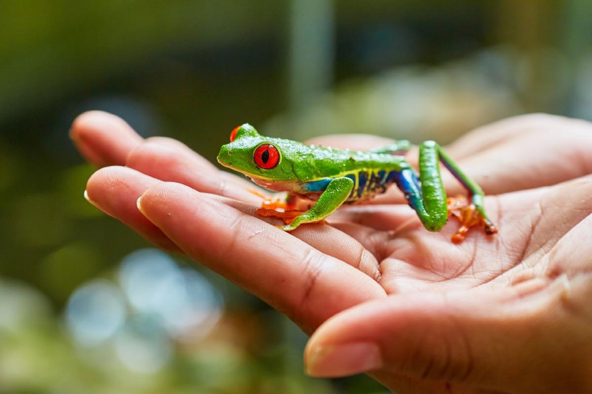 RAINETTE AUX YEUX ROUGES - Aspect physique, comportement et photos