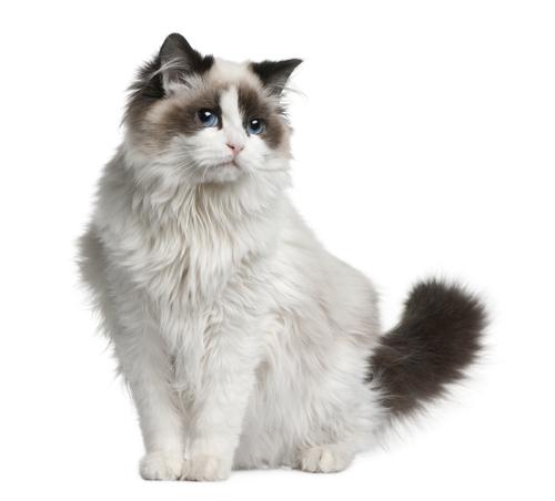 Chat ragdoll: caractéristiques et photos