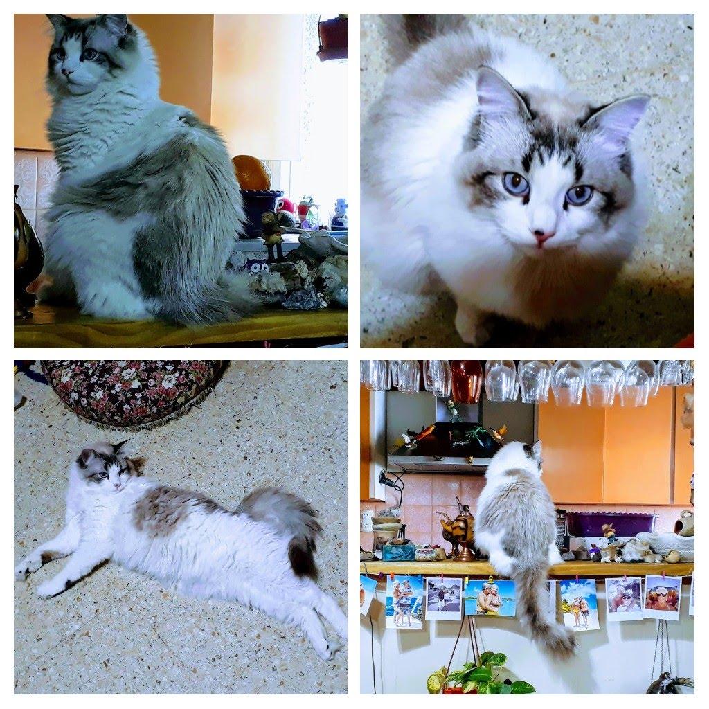 Chat ragdoll: caractéristiques et photos